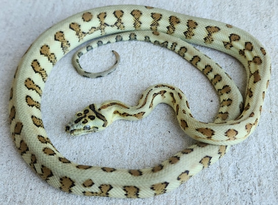Caramel Tiger Jag Coastal Carpet Python by Tierra de Morelia
