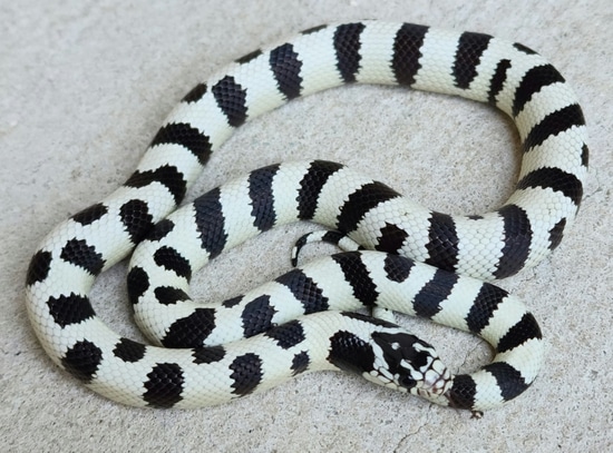 50/50 Banded California Kingsnake by Tierra de Morelia