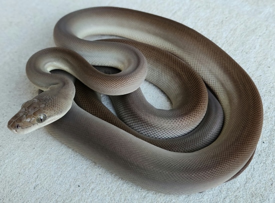 Poss Het Albino Olive Python by Tierra de Morelia