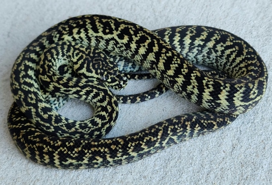 Zebra Jungle Carpet Python by Tierra de Morelia