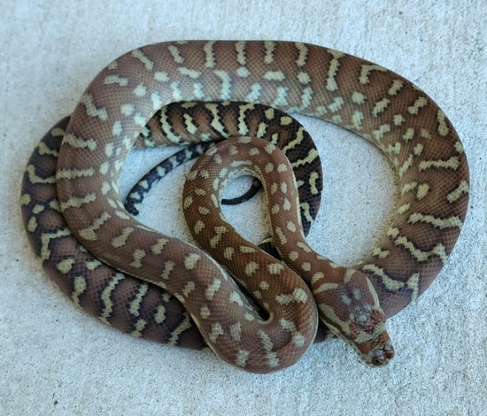Afors Centralian Carpet Python by Tierra de Morelia