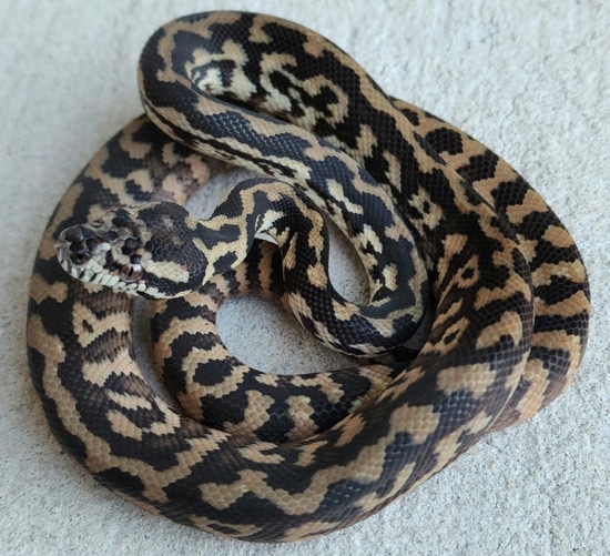 Darwin Darwin Carpet Python by Tierra de Morelia