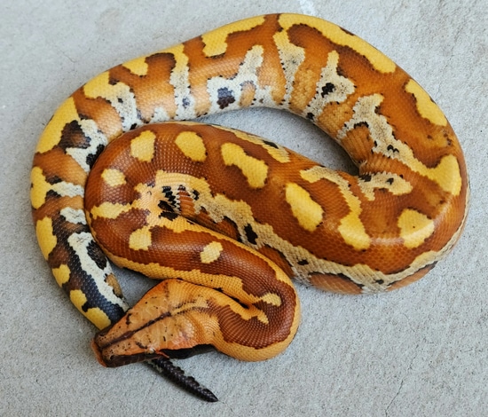 Redhead Blood Python by Tierra de Morelia
