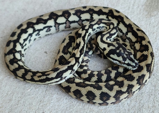 High Contrast Coastal Carpet Python by Tierra de Morelia