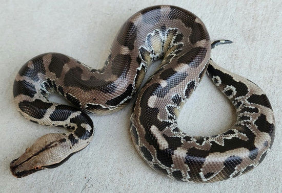 Chrome-head Sumatran Short-Tailed Python by Tierra de Morelia