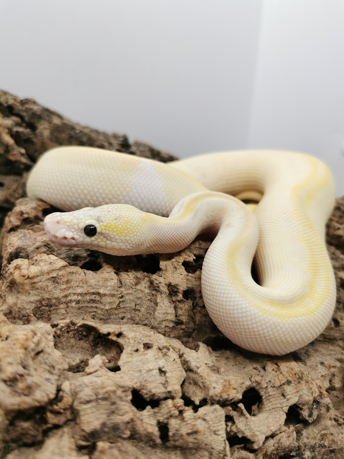 Enchi Leopard Lesser Ivory Ball Python by TT-Reptiles - MorphMarket