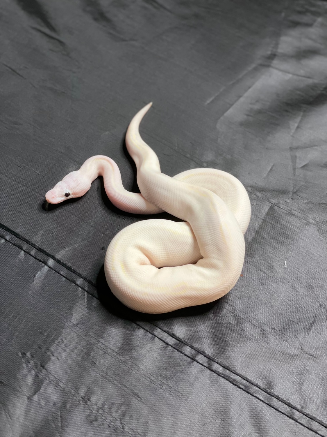 Super Pastel Ivory Ball Python by Scales by Tiffany - MorphMarket