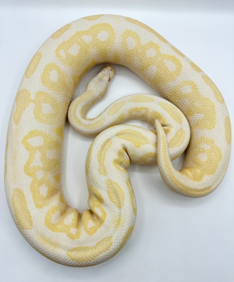 Albino Black Pastel Female - RTB Ball Python by Reptile Bae