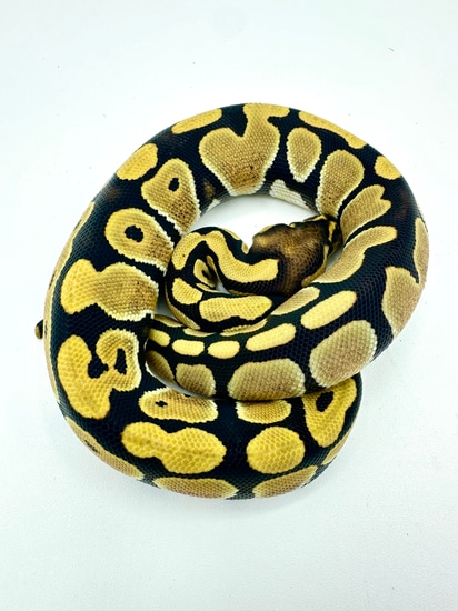 NR Mandarin Desert Ghost (World’s First) Ball Python by Reptile Bae