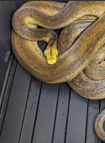 4 Year Old Golden Child Reticulated Python by T&k'S Reptiles
