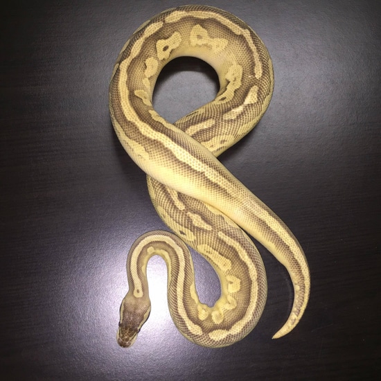 Pastel Lesser Bongo Ball Python by Sacred Reptiles