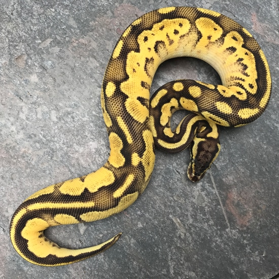 Pastel Enchi Bongo Ball Python by Sacred Reptiles
