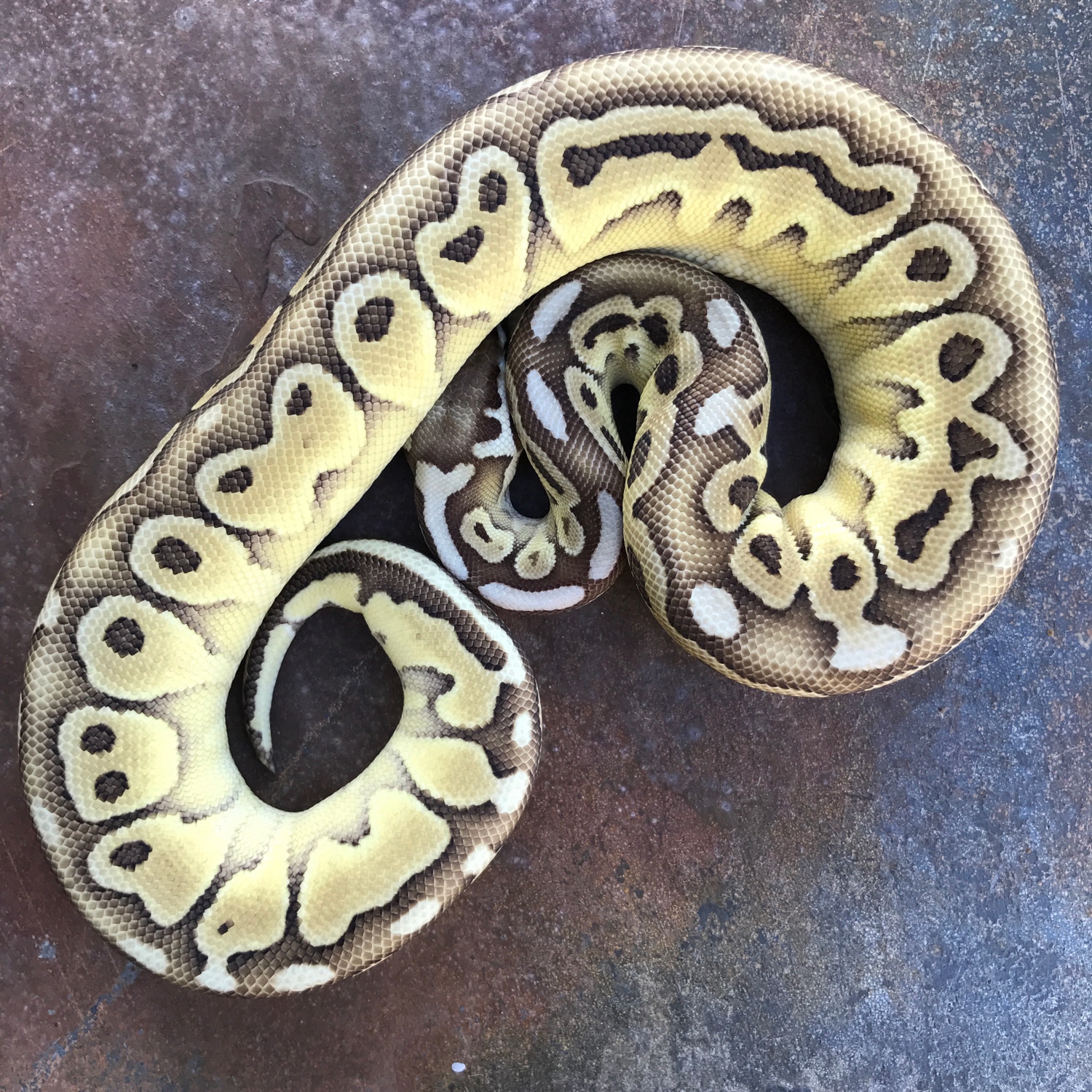 Pastel Green Pastel Lesser Bongo Ball Python by Sacred Reptiles ...