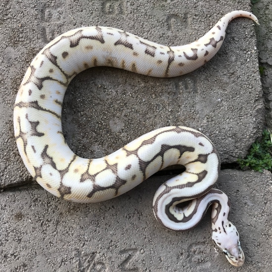 Killer Bee Calico Ball Python by Sacred Reptiles