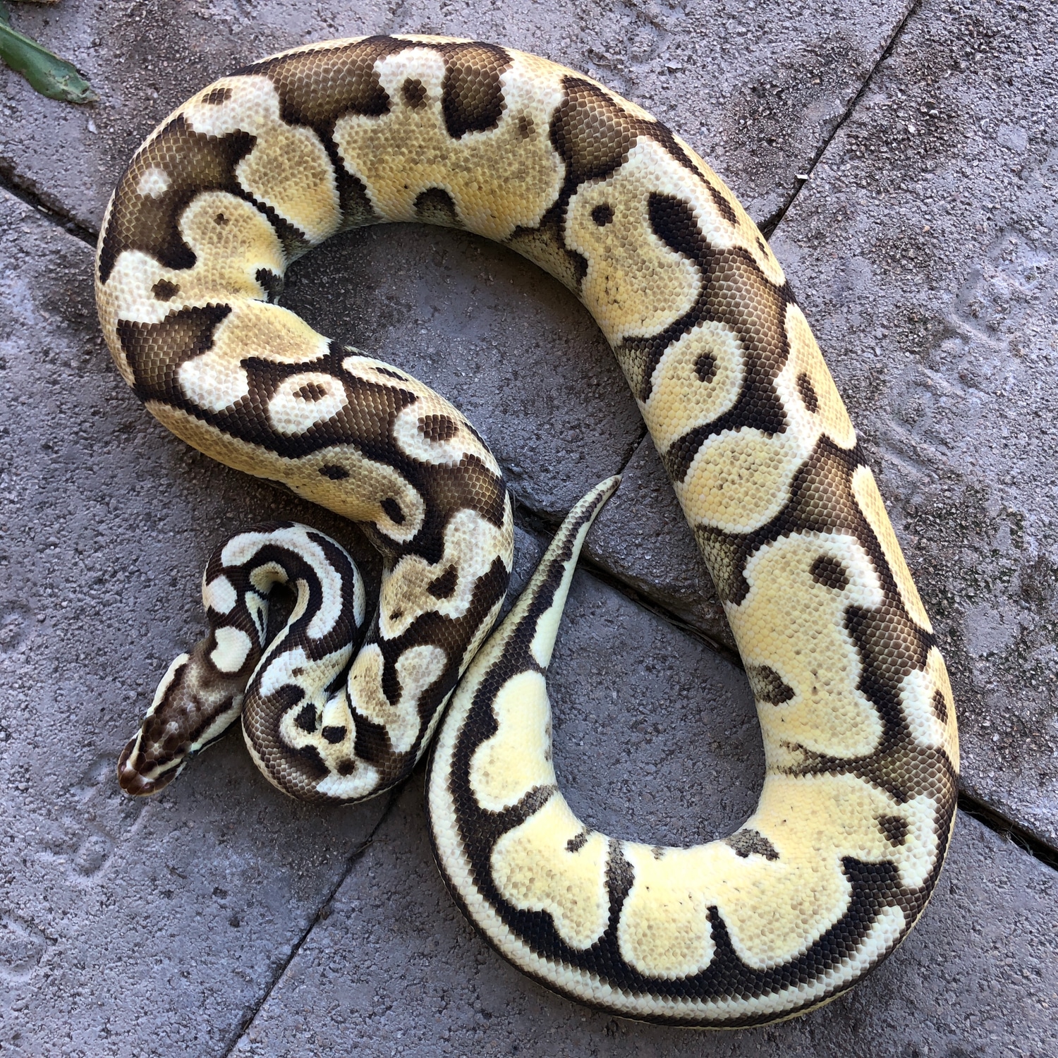 Pastel Green Pastel Enchi Poss OD 50% Poss Het Albino Ball Python by ...