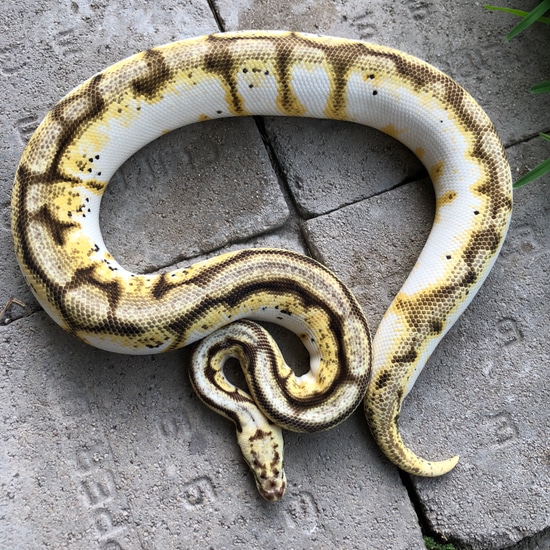 Calibee Fire Ball Python by Sacred Reptiles