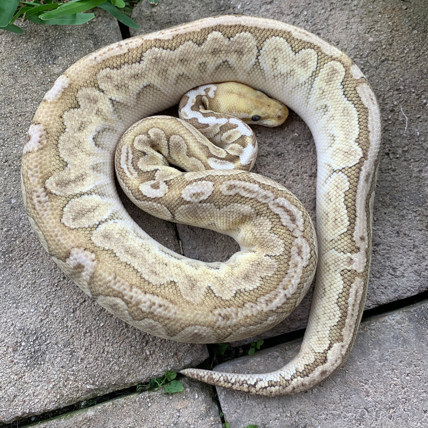 Pastel Bamboo Bongo (Poss Super Pastel) Ball Python by Sacred Reptiles ...