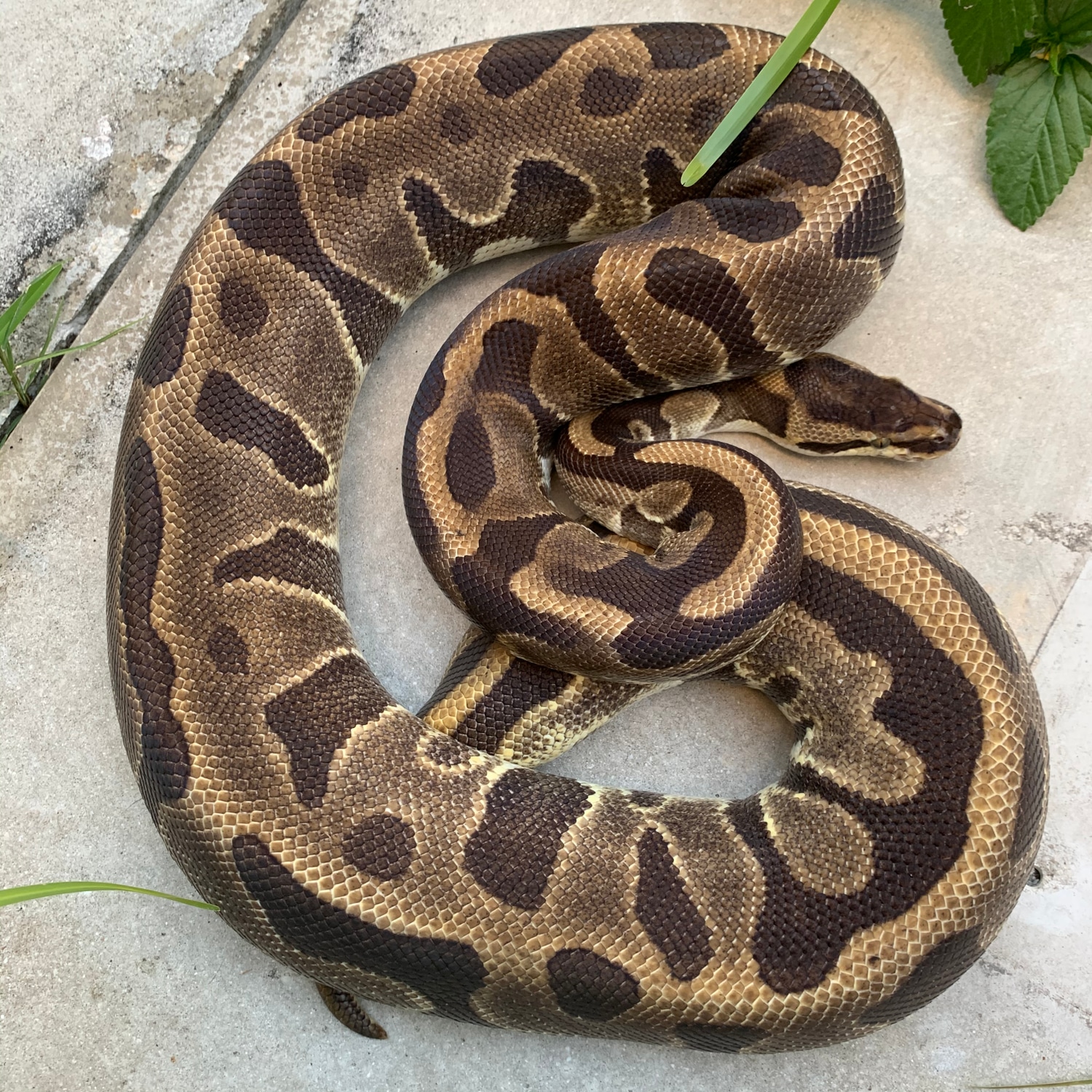 Enchi Leopard Ball Python by Sacred Reptiles - MorphMarket