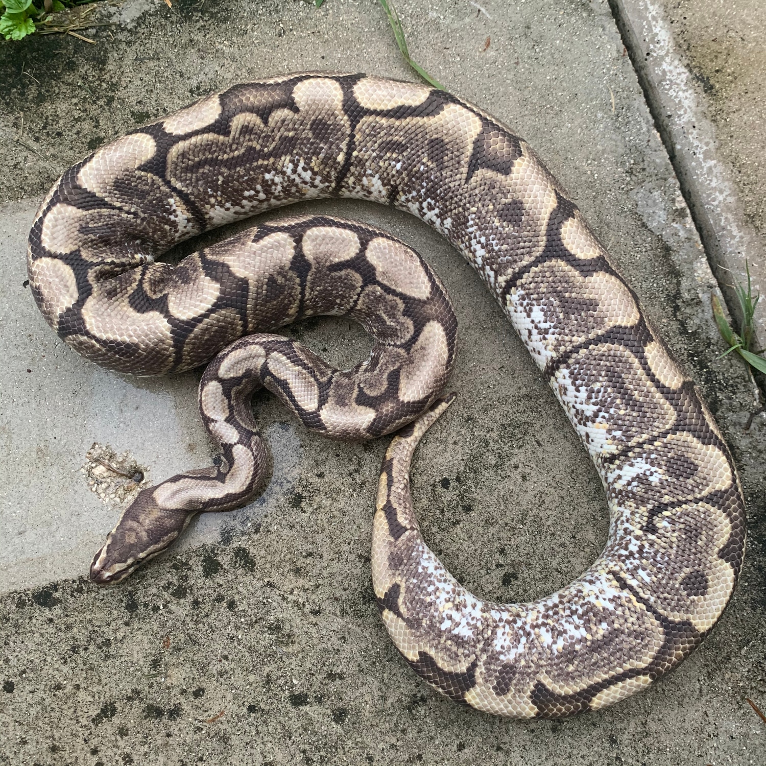 GHI Spider Ball Python by Sacred Reptiles - MorphMarket
