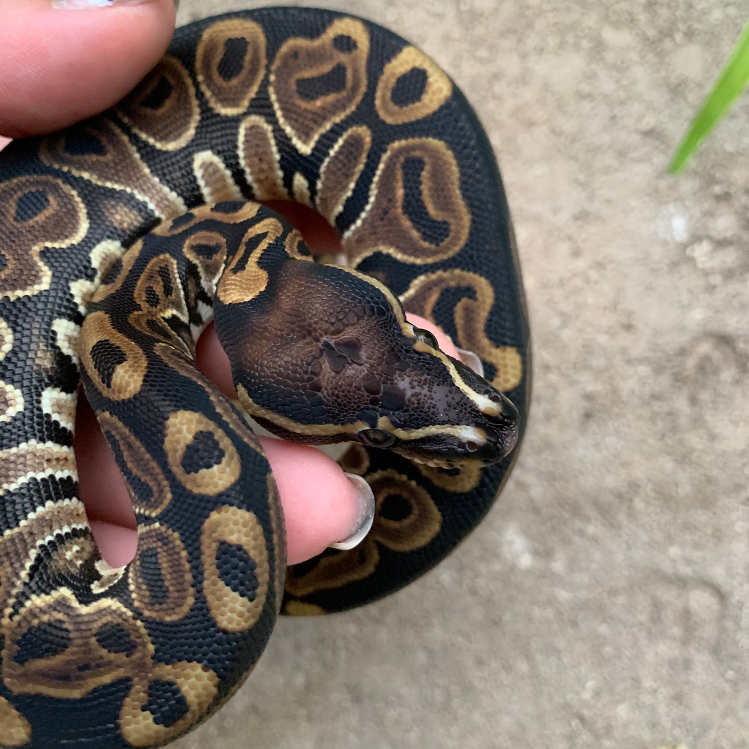 Green Pastel Microscale Ball Python by Sacred Reptiles - MorphMarket