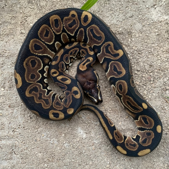 Green Pastel Microscale Ball Python by Sacred Reptiles - MorphMarket