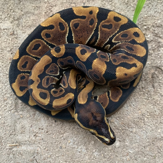 Microscale Ball Python by Sacred Reptiles
