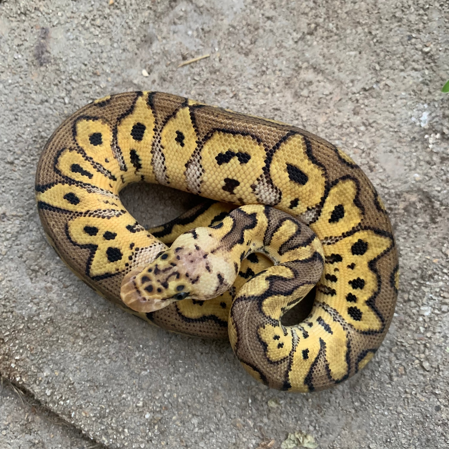 Pastel Clown 50% Poss Het Hypo Ball Python by Sacred Reptiles - MorphMarket