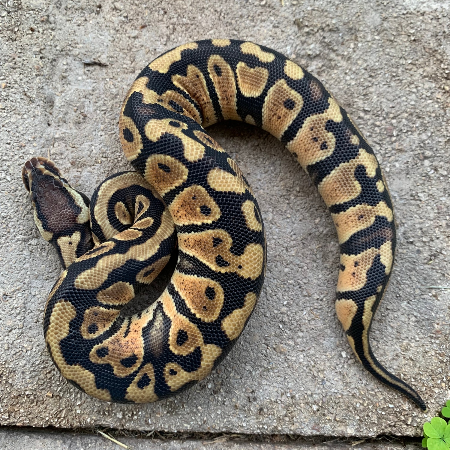 Pastel 100% Het Clown 50% Poss Het Hypo Ball Python by Sacred Reptiles ...