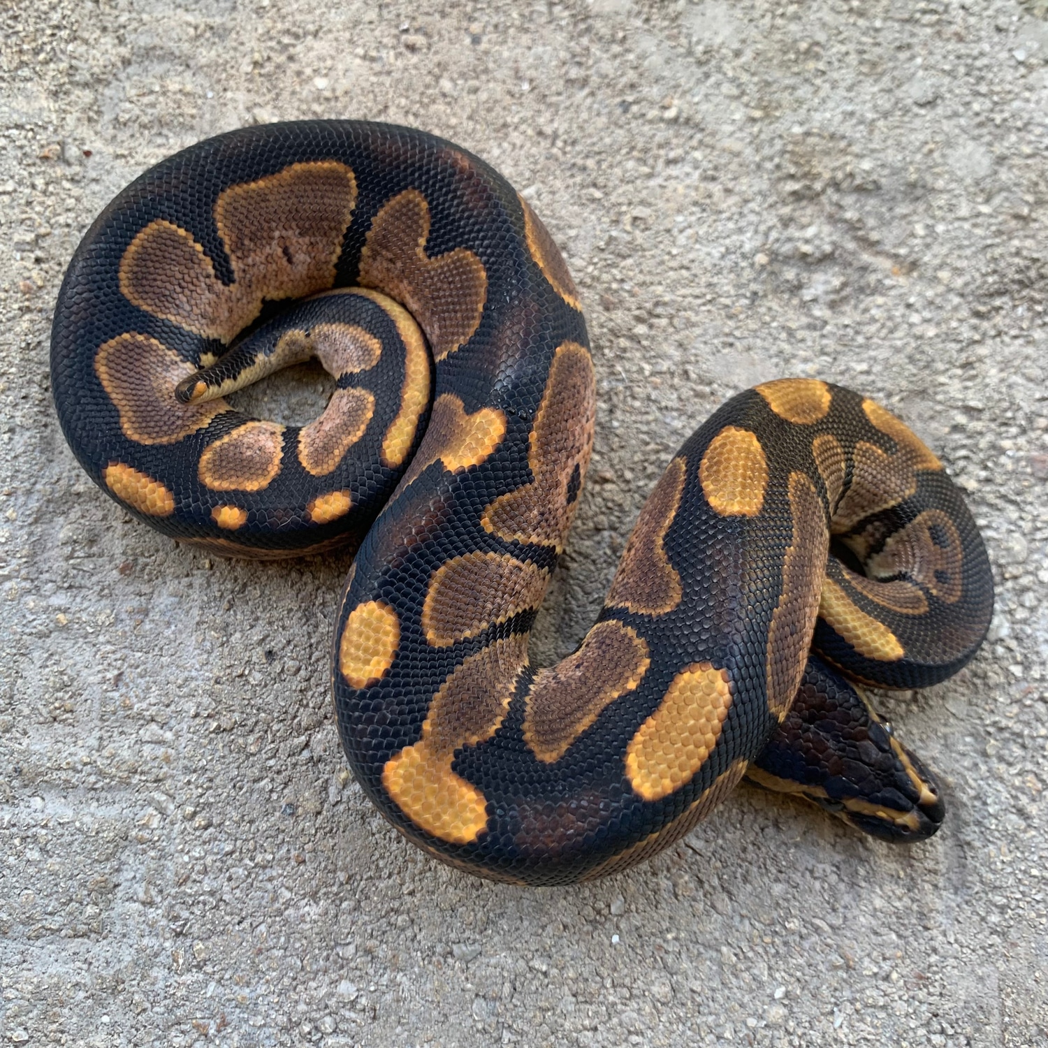 Calico 100% Het Hypo Ball Python by Sacred Reptiles - MorphMarket