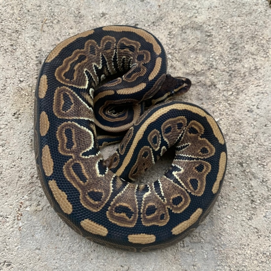 Green Pastel Ball Python by Sacred Reptiles