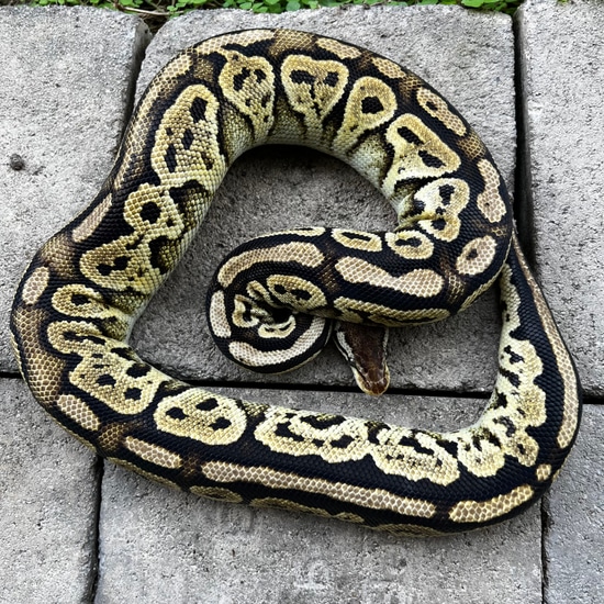 Pastel Bongo Ball Python by Sacred Reptiles