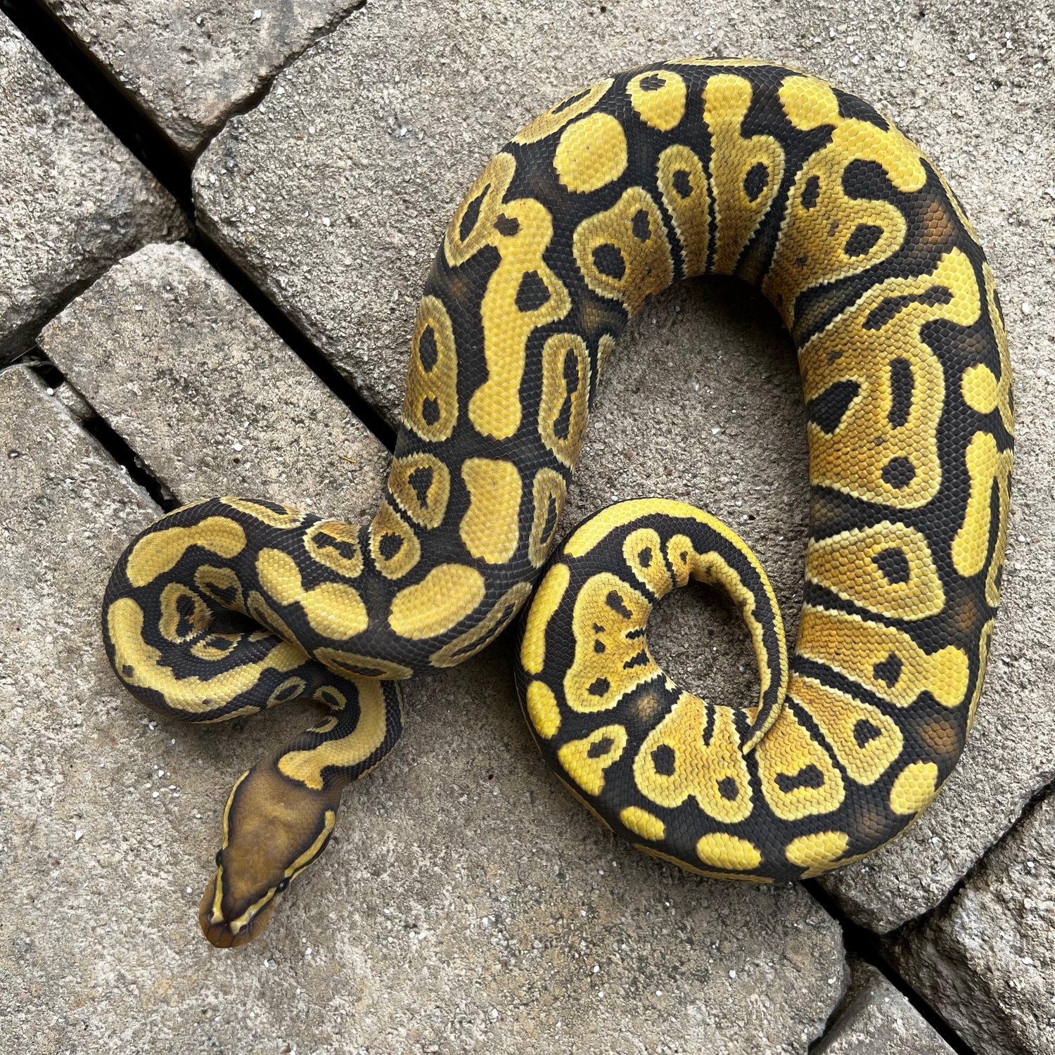Hypo 100% Clown Ball Python by Sacred Reptiles - MorphMarket