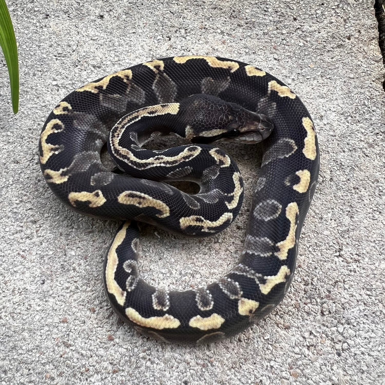 GHI Mojave 100% Het Hypo Ball Python by Sacred Reptiles - MorphMarket