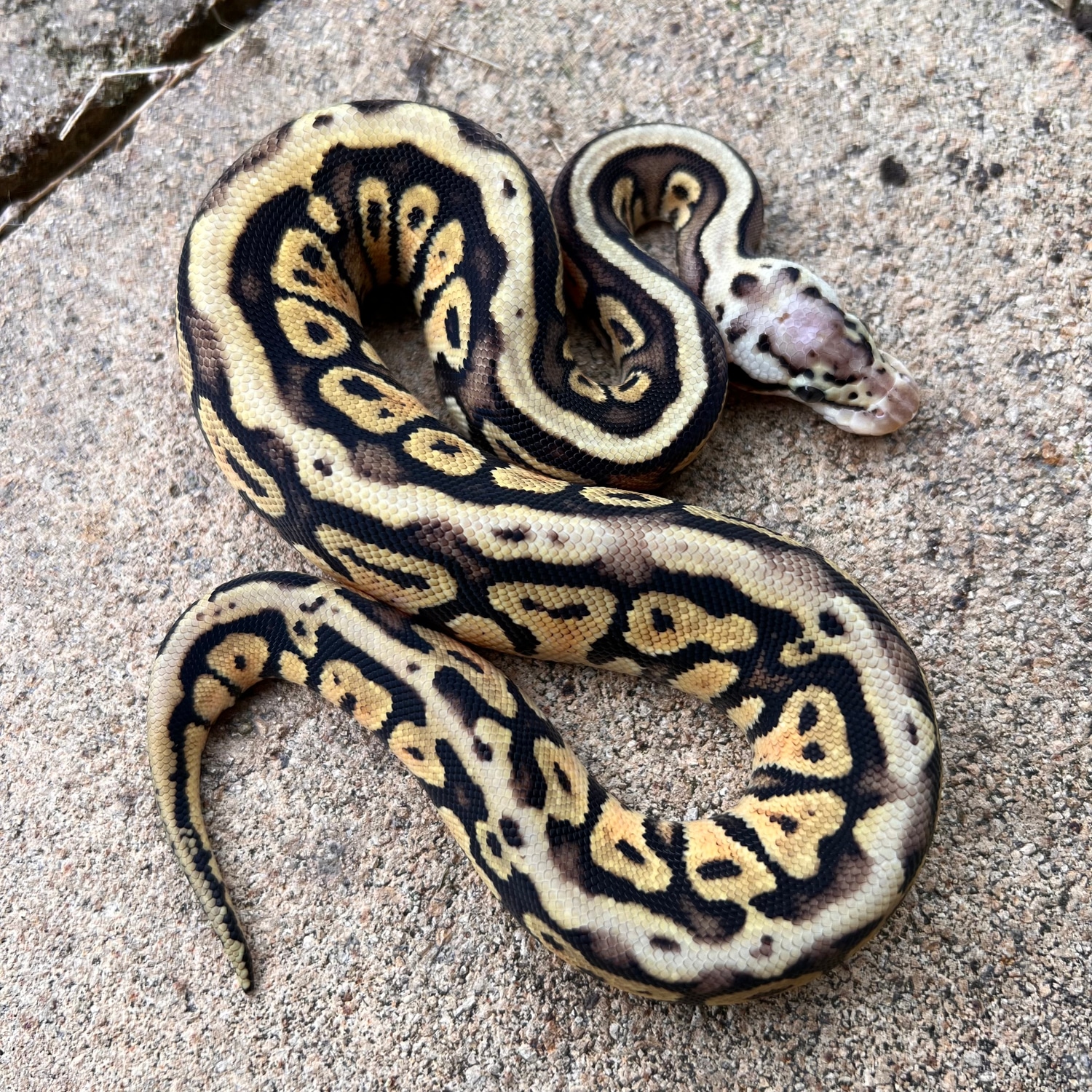 Pastel Spotnose 100% Het Clown 50% Poss Het Hypo Ball Python by Sacred ...