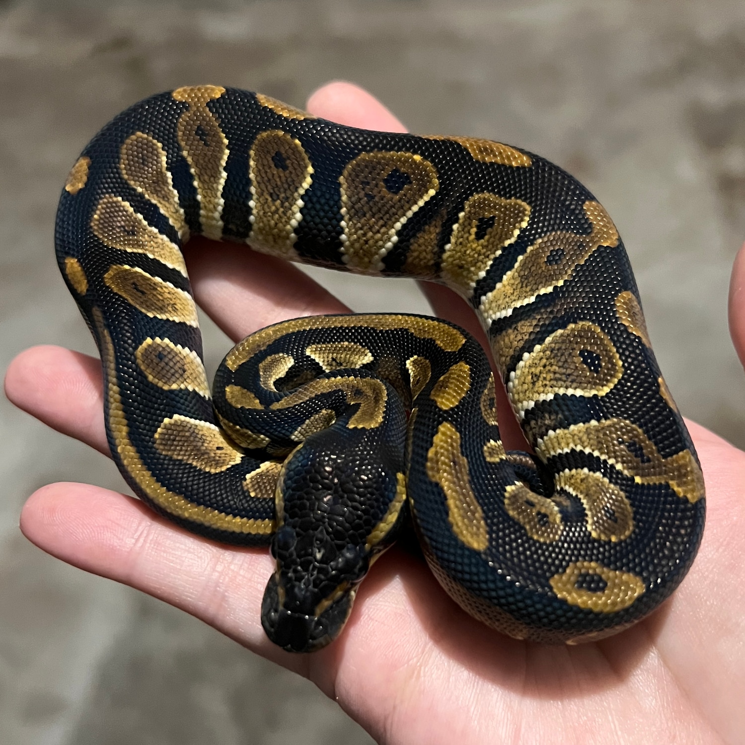 Blackhead Ball Python by Sacred Reptiles - MorphMarket
