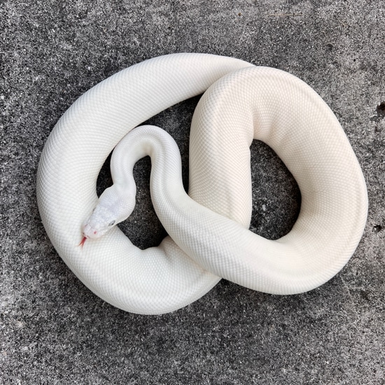 Pastel Super Lesser Poss Yellowbelly Ball Python by Sacred Reptiles