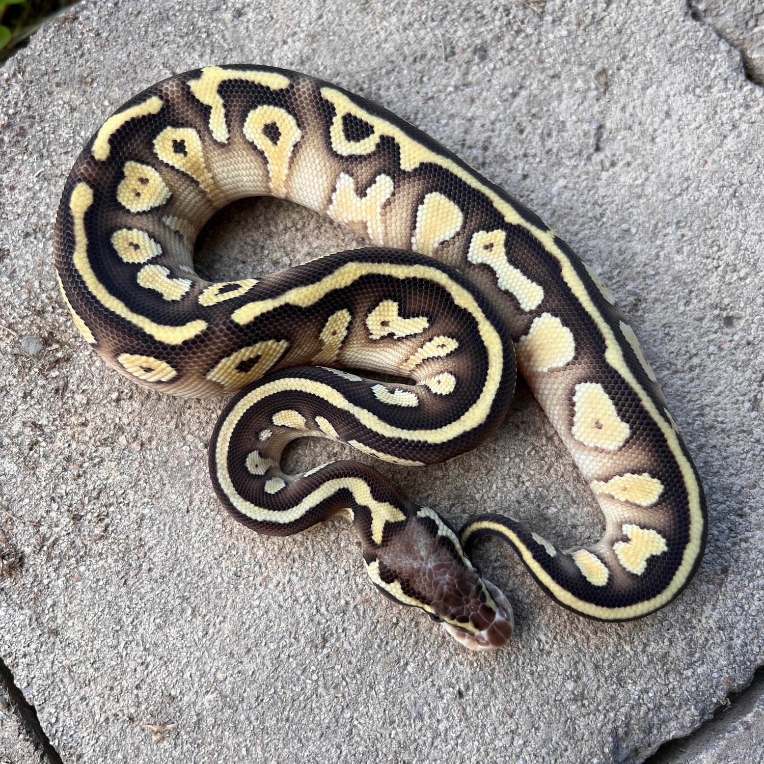 Pastel Lesser 100% Het Sahara Ball Python by Sacred Reptiles - MorphMarket
