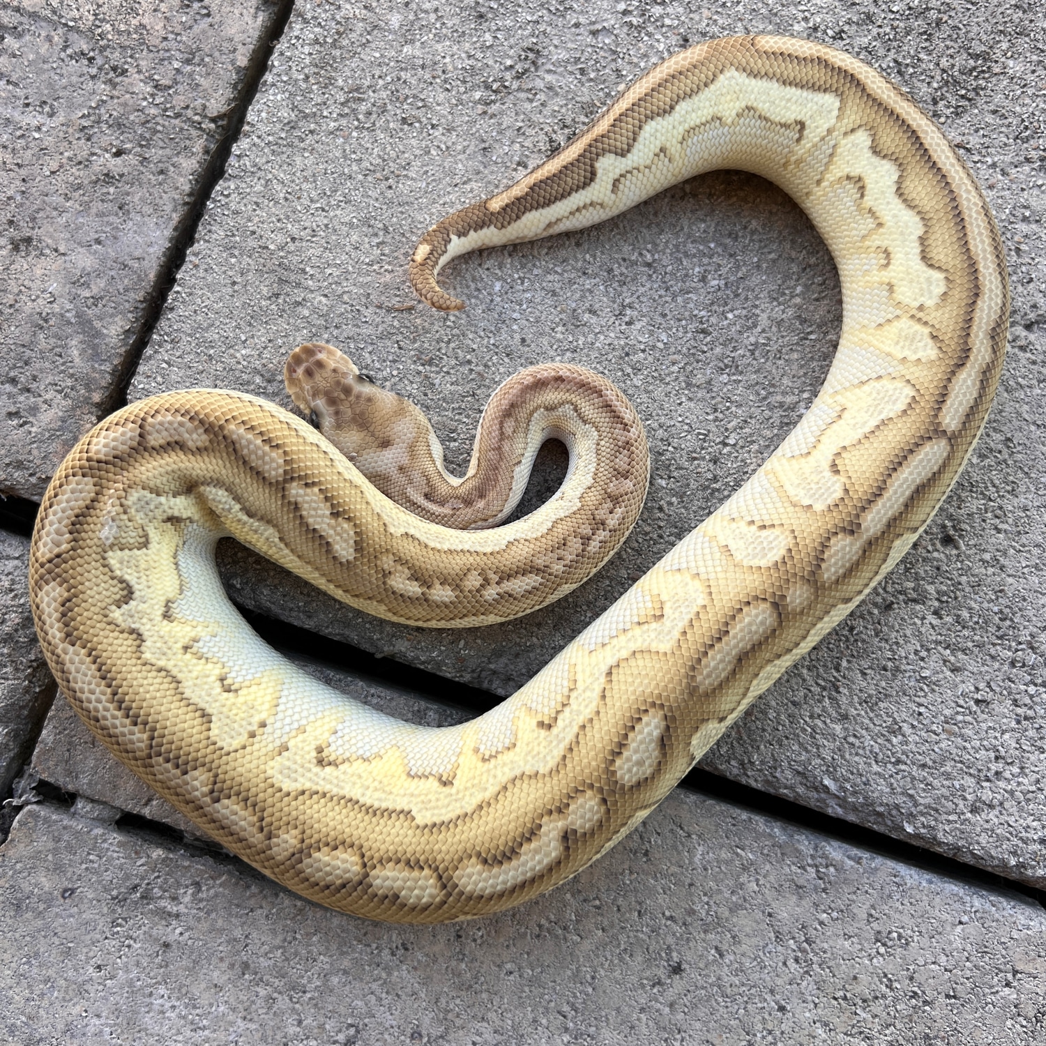 Black Pastel Lesser Clown Ball Python by Sacred Reptiles - MorphMarket