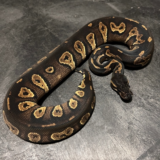 Super Blackhead Ball Python by Sacred Reptiles