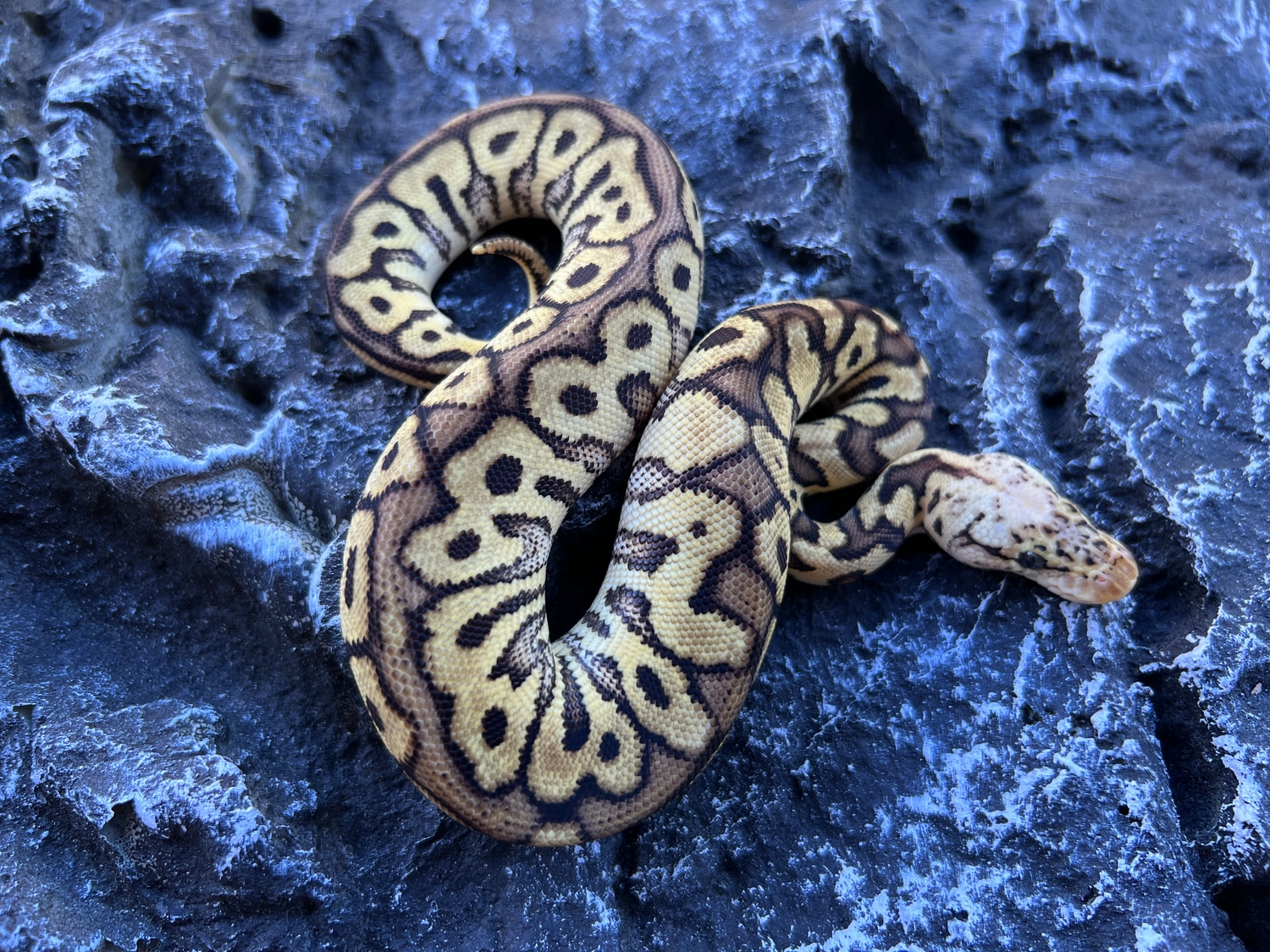 Pastel Spotnose Clown Ball Python by Sacred Reptiles - MorphMarket