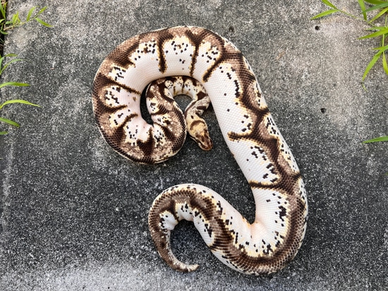 Calibee Ball Python by Sacred Reptiles