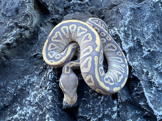 Pastel Mojave Ghost Ball Python by Sacred Reptiles