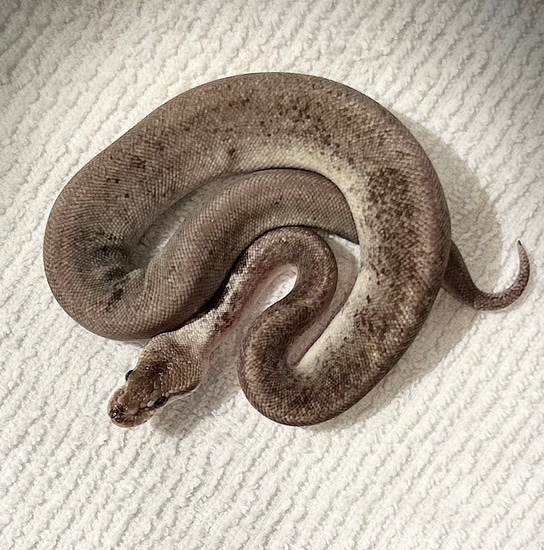 Shades Of Grey Ball Python by Great Balls Emporium