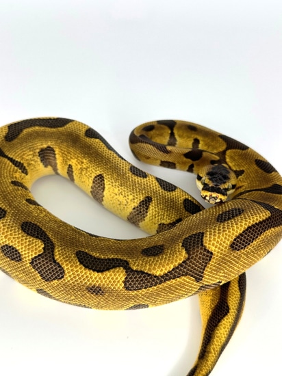 Super Enchi Leopard Ball Python by Great Balls Emporium