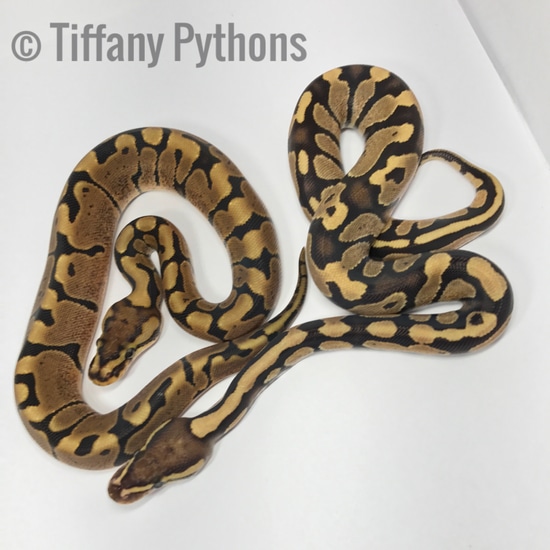 Spider Woma/fire Woma Ball Python by Tiffany Pythons