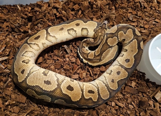 RTB YB Clown Ball Python by Mama T's Reptiles