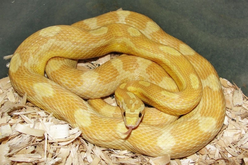 Gold Dust Motley Corn Snake by Tiki Exotics - MorphMarket