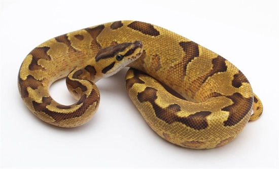 Archer Ball Python by Tiki Exotics
