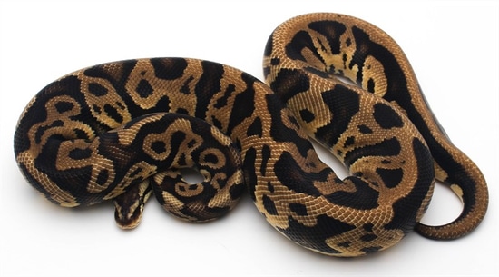 Proven Breeder - Pastel Leopard Het Clown Ball Python by Tiki Exotics