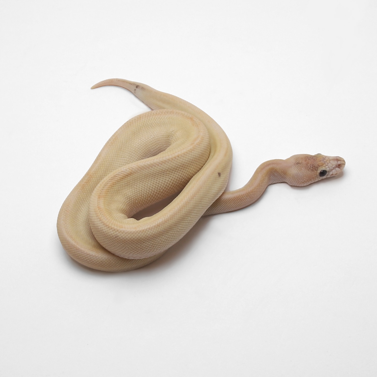 Champagne, Lesser Or Butter, Het Orange Ghost Ball Python by Tiki ...